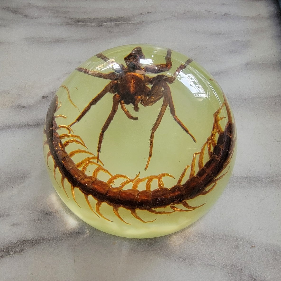Centipede Vs Spider